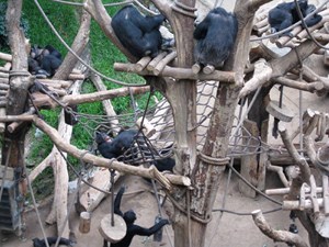 Zooprofis Online-Shop. Enrichment Rope 36mm